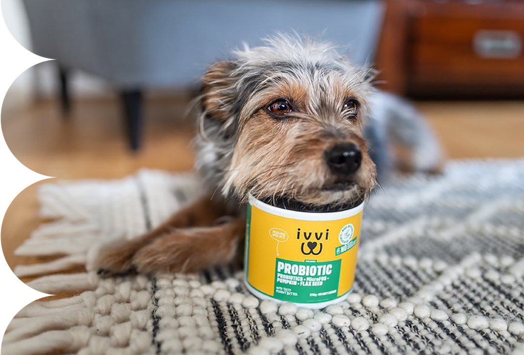 ivvi | Nahrungsergänzungsmittel für Hunde