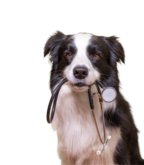 Sprechstunde mit ivvi DOC